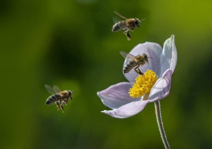 Apiphobia - Fear of Bees