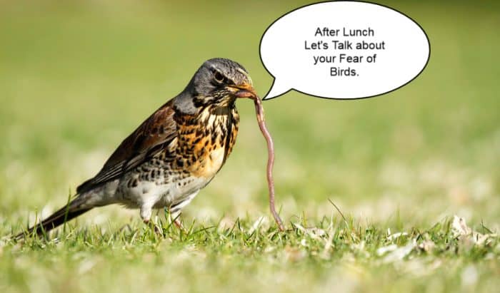 Ornithophobia - Fear of Birds