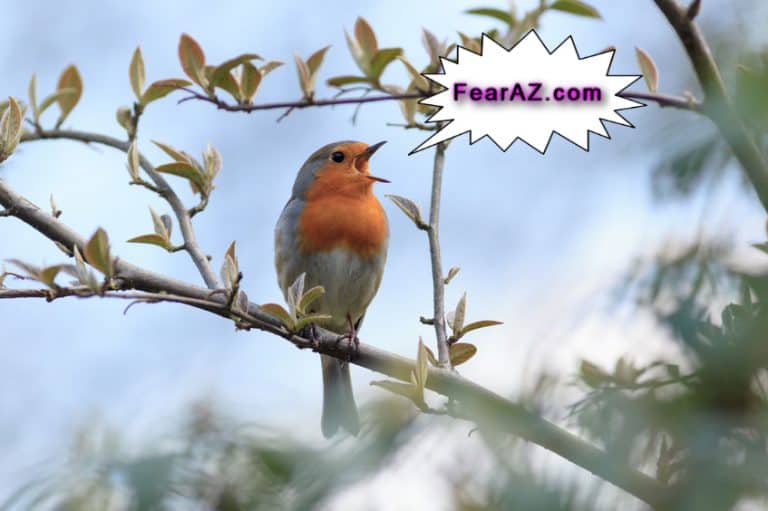 Ornithophobia - Fear of Birds