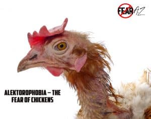 Alektorophobia – Fear of Chickens