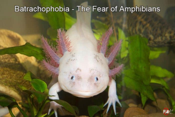 Batrachophobia - Fear of Amphibians