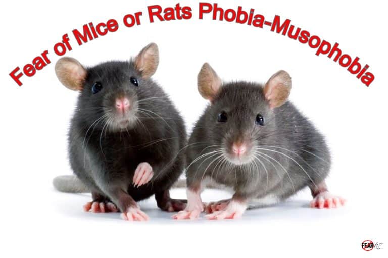 Fear of Mice or Rats Phobia - Musophobia