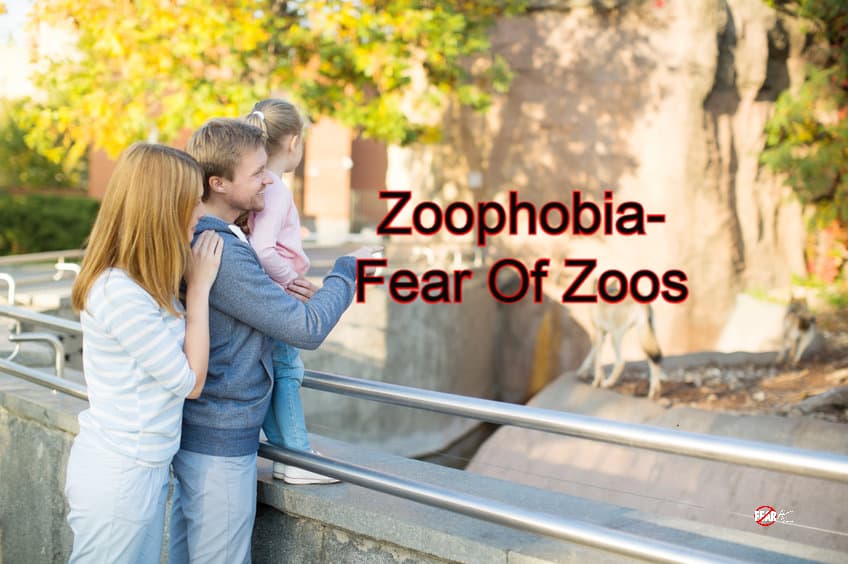 Zoophobia- The Fear of Animals